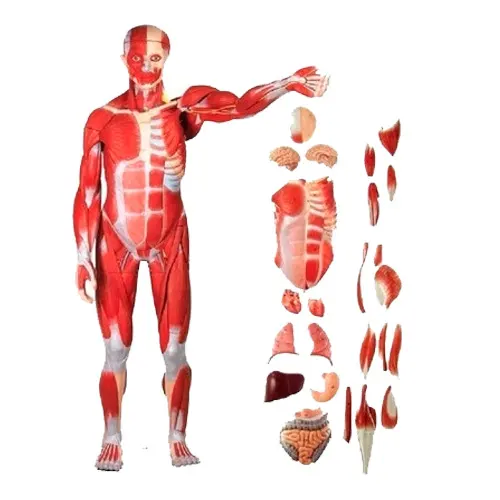 Modelo Anatómico Muscular Humano - Elyon Medical