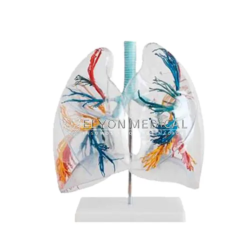Modelo Anatómico de Pulmones - Elyon Medical